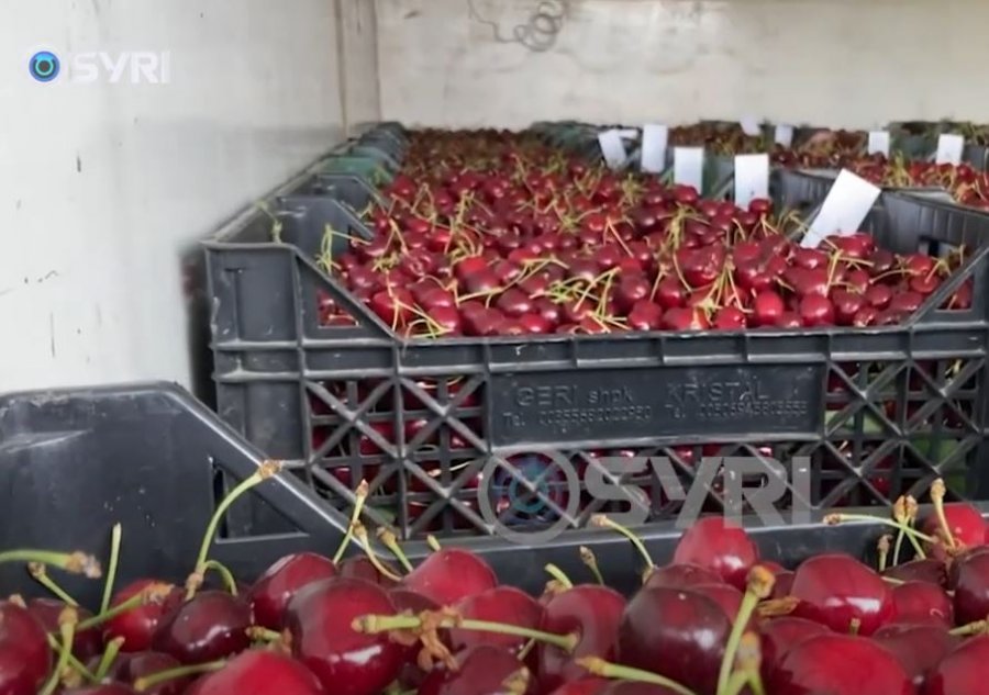 SYRI TV/ Fermerët në Korçë shesin qershinë an - Syri | Lajmi i fundit