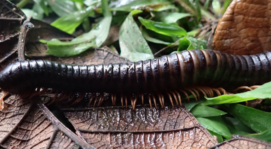 'Ringjallet' insekti/ Një shumëkëmbësh në Mad - Syri | Lajmi i fundit