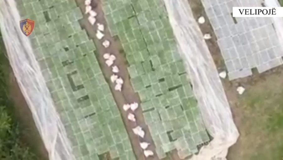 VIDEO/ EMRAT/ Shkodra plot kanabis: Sekuestrohen m - Syri | Lajmi i fundit