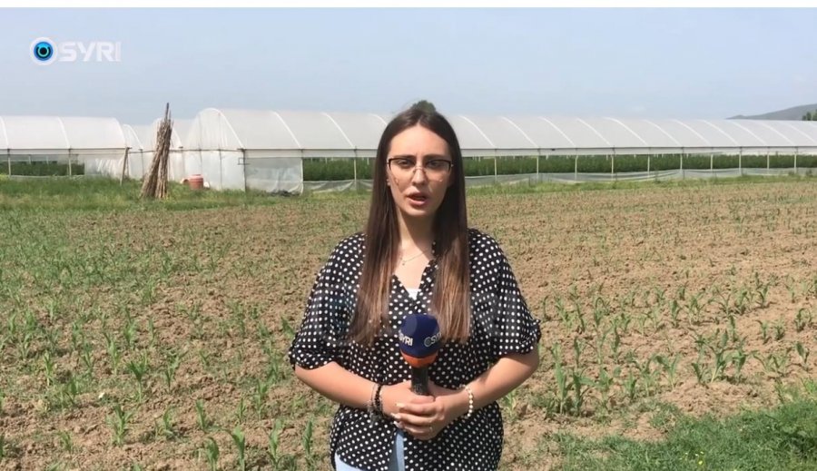 SYRI TV/ Fermerët në Jagodinë drejt falimentimi - Syri | Lajmi i fundit