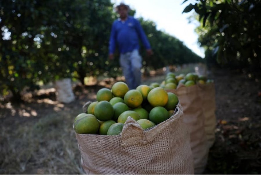 Kriza e agrumeve në Brazil: Gjelbërimi prek gati - Syri | Lajmi i fundit
